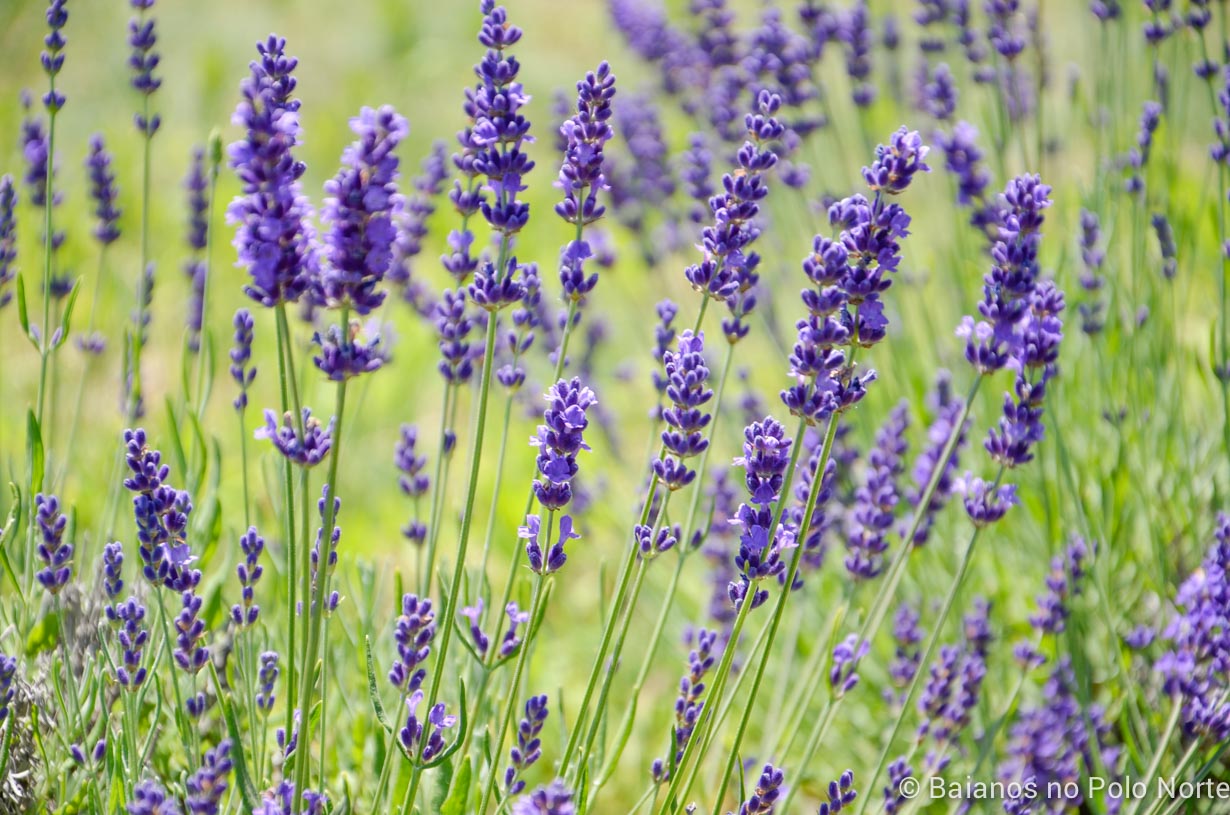 As melhores fazendas de lavanda próximas de Toronto